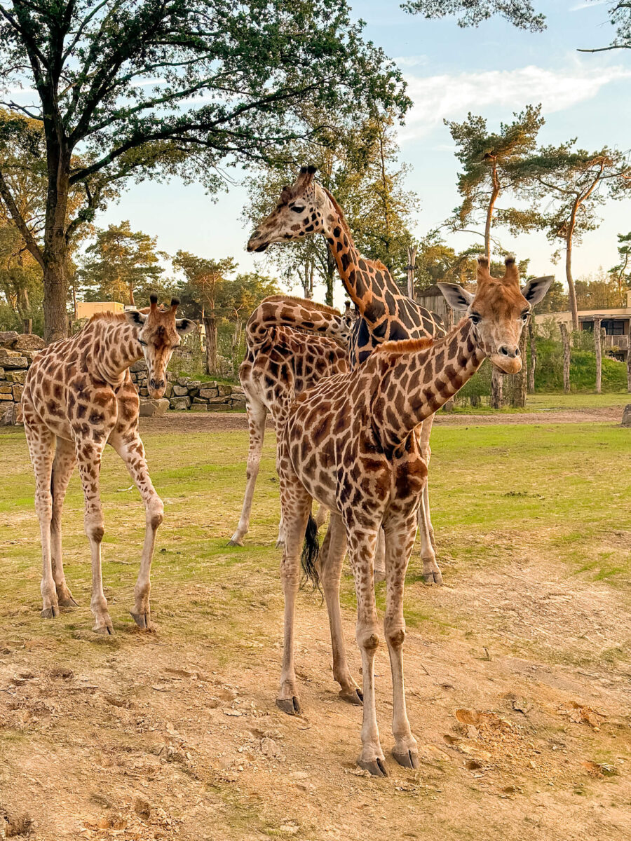 Beekse Bergen in Hilvarenbeek - Urlaub im Safaripark